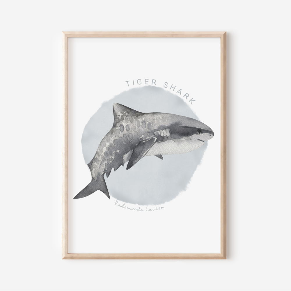Ocean Life - Tiger Shark | Art Print – inkling.nz
